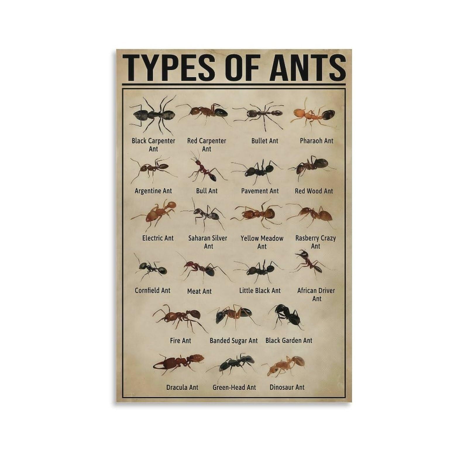Educational Ants Poster | Aesthetic Canvas Wall Art for Living Room ...