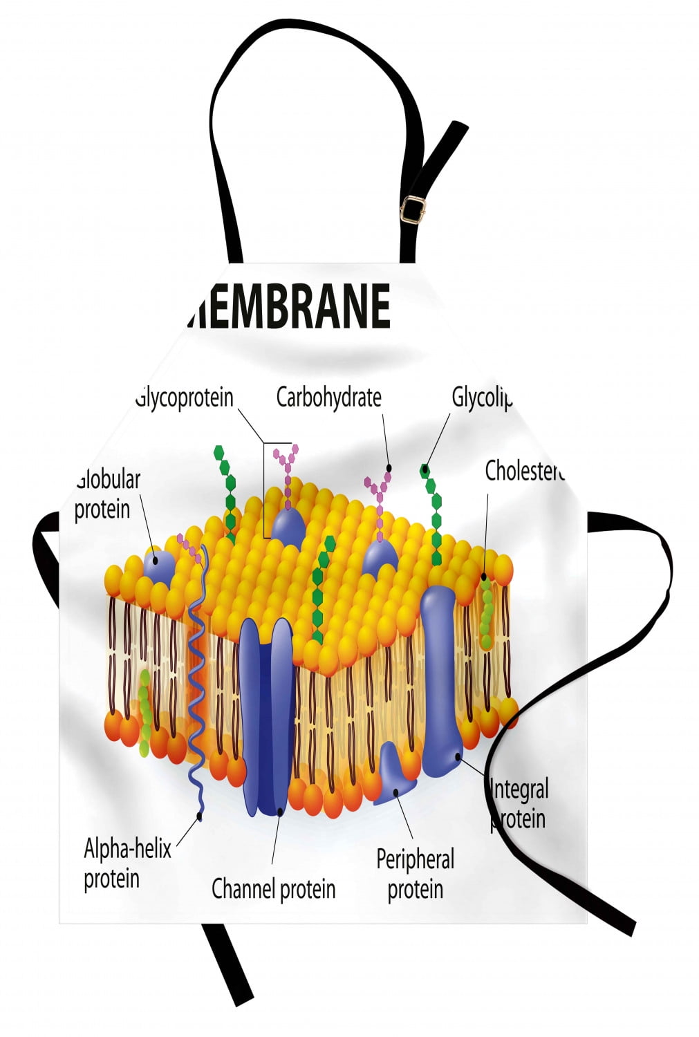 Educational Apron Detailed Diagram of Membrane Cell Structure Types of ...
