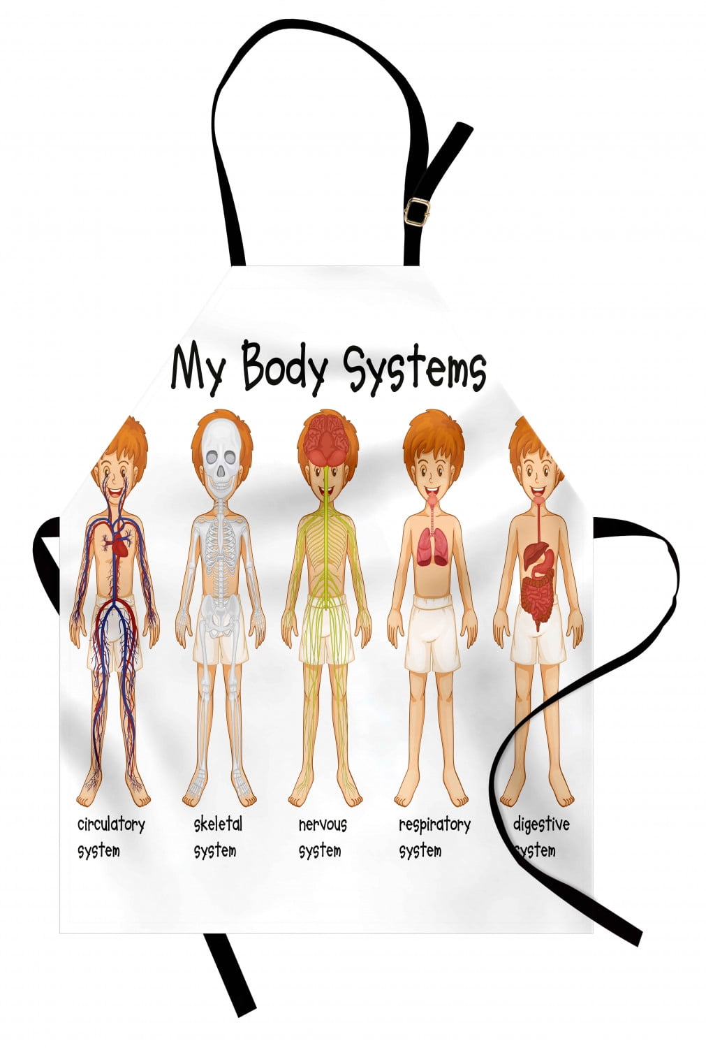 Educational Apron Different Systems in Human Nervous Skeletal Digestive ...