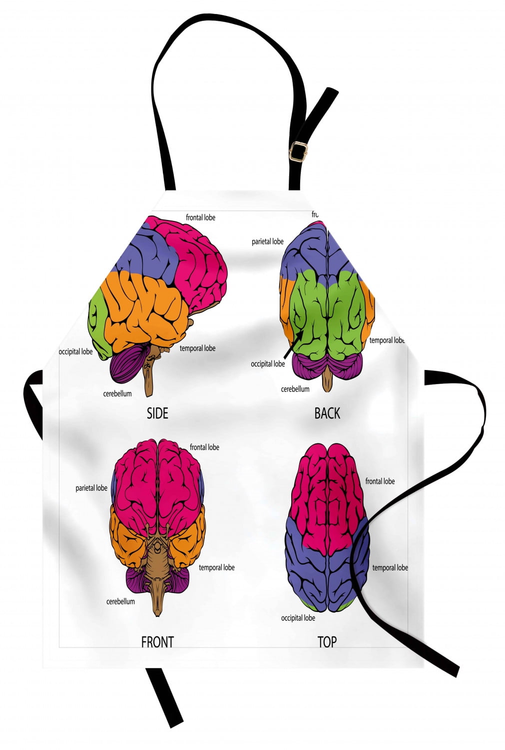 Educational Apron Human Brain from All Sides with Sections in Different ...