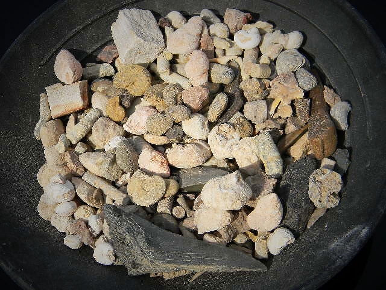 Educational Bulk Fossil Mix Variety pack - 1 pound - Walmart.com
