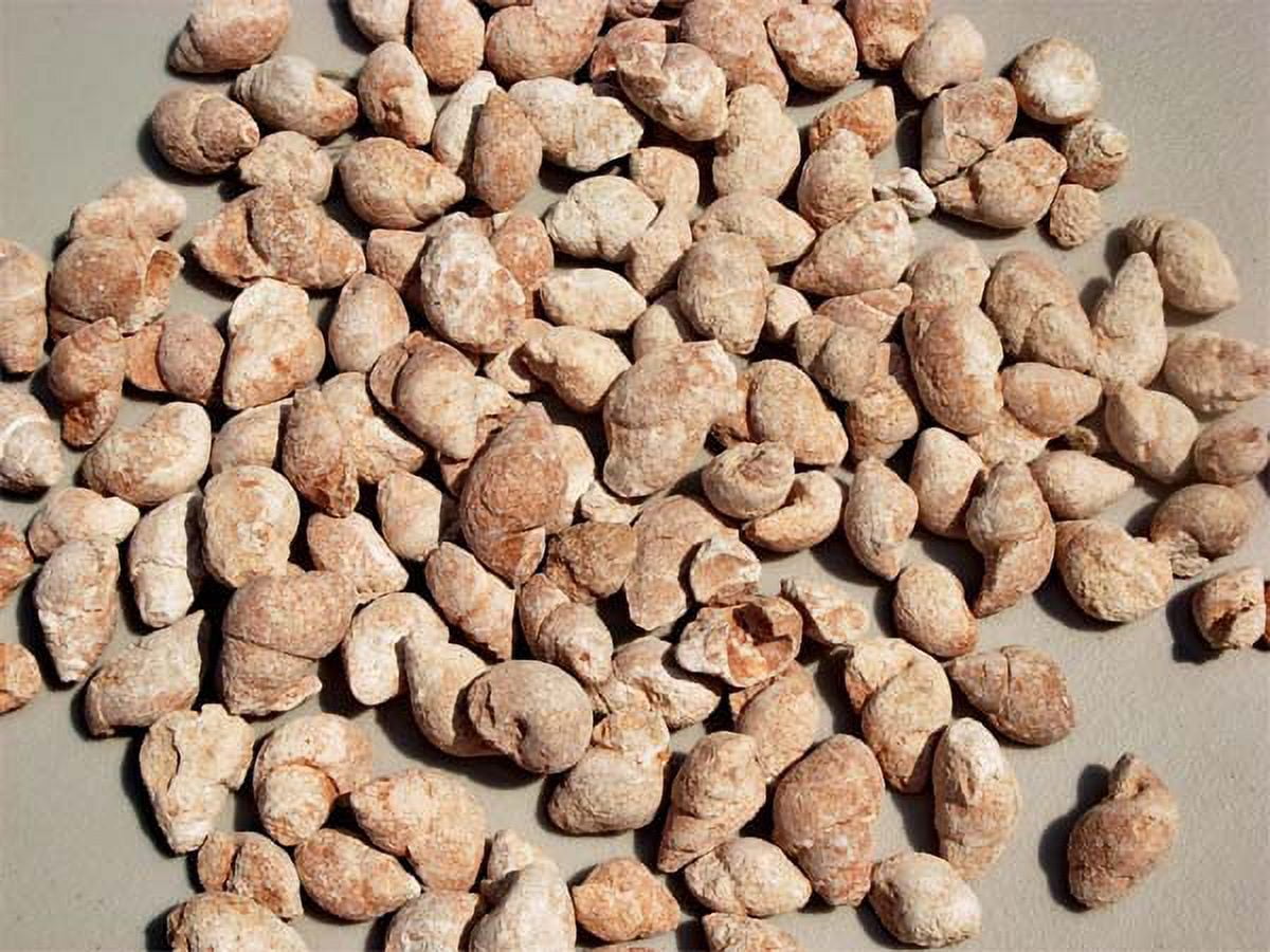 Educational Bulk Pink Gastropod Fossils -1 pound - Walmart.com