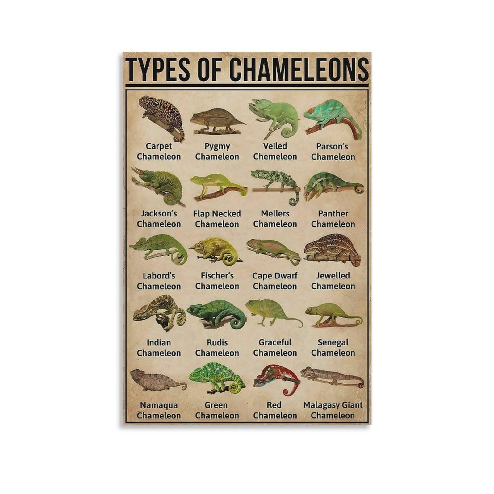 Educational Chameleon Poster - Aesthetic Canvas Wall Art for Living ...