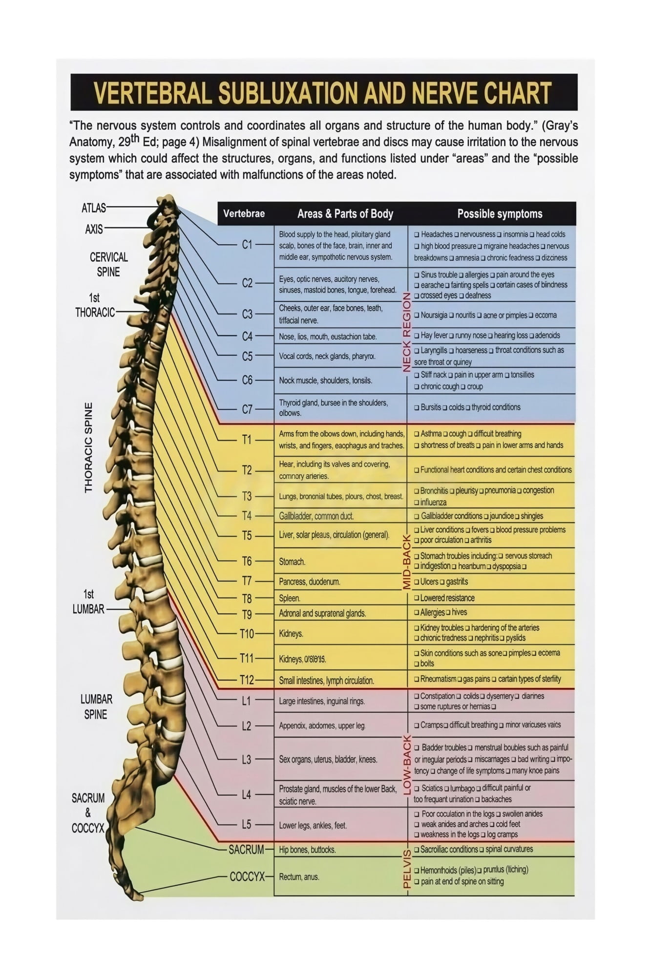 Educational Chart Human Spine Anatomy Art Print Vertebral Column with ...
