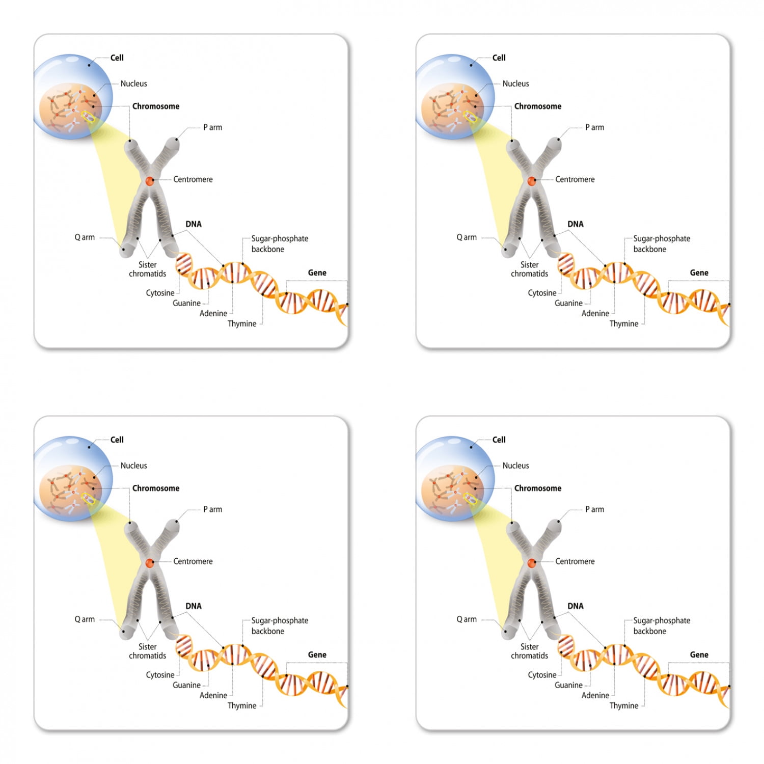 Educational Coaster Set of 4, Cell Chromosome DNA Gene Genome Study ...