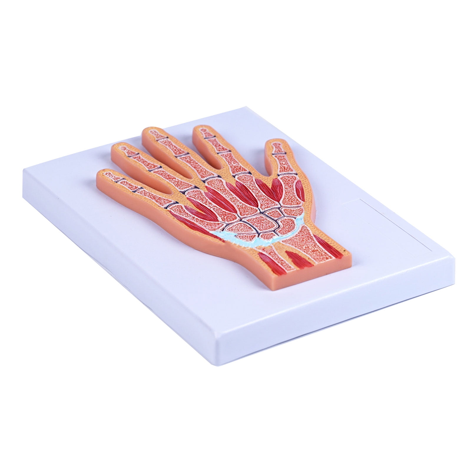 Educational Detachable Wrist Joint Model Essential Teaching Aid For ...