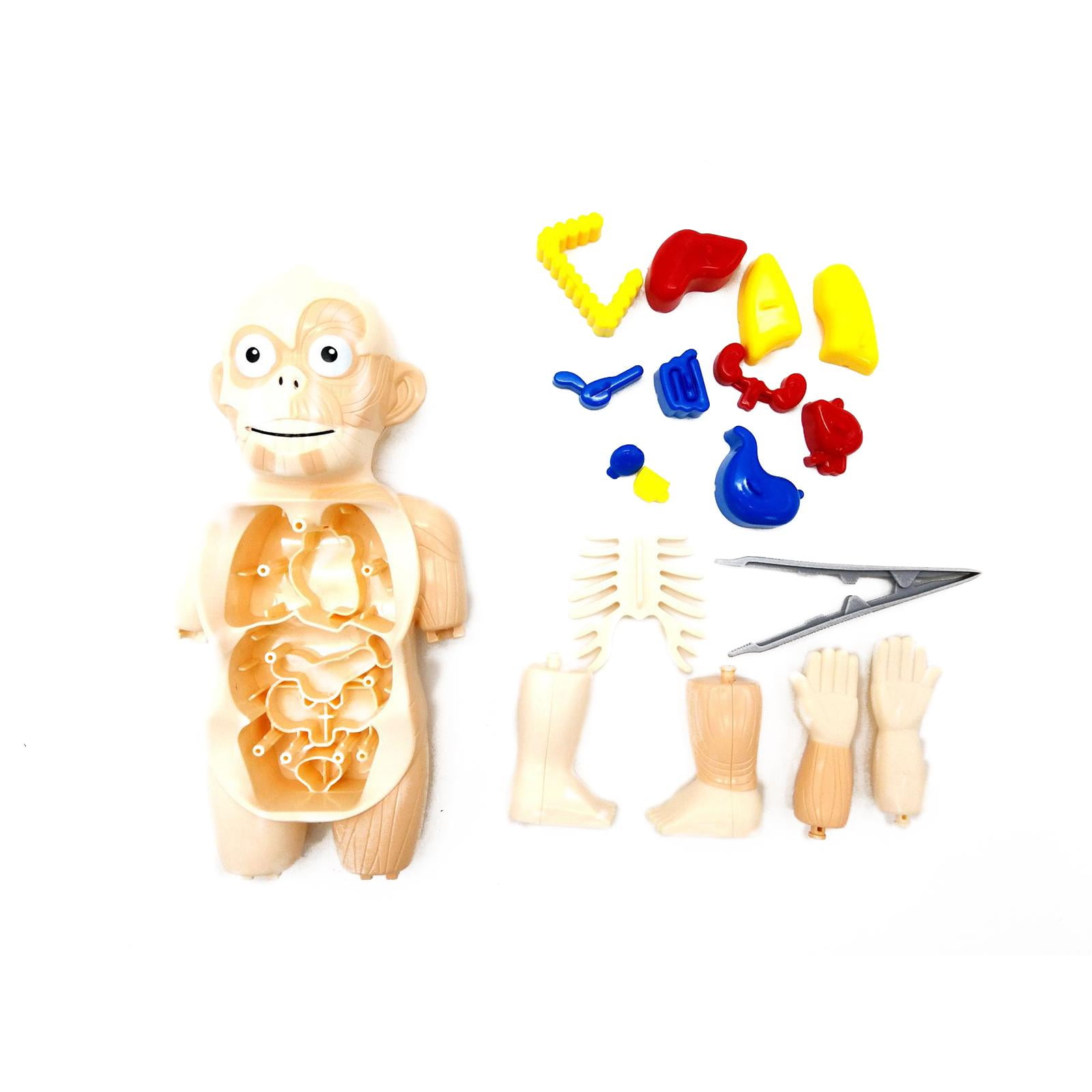 Human Body Anatomy Model Learning Organ Assembled Toy Body Organ Kid ...