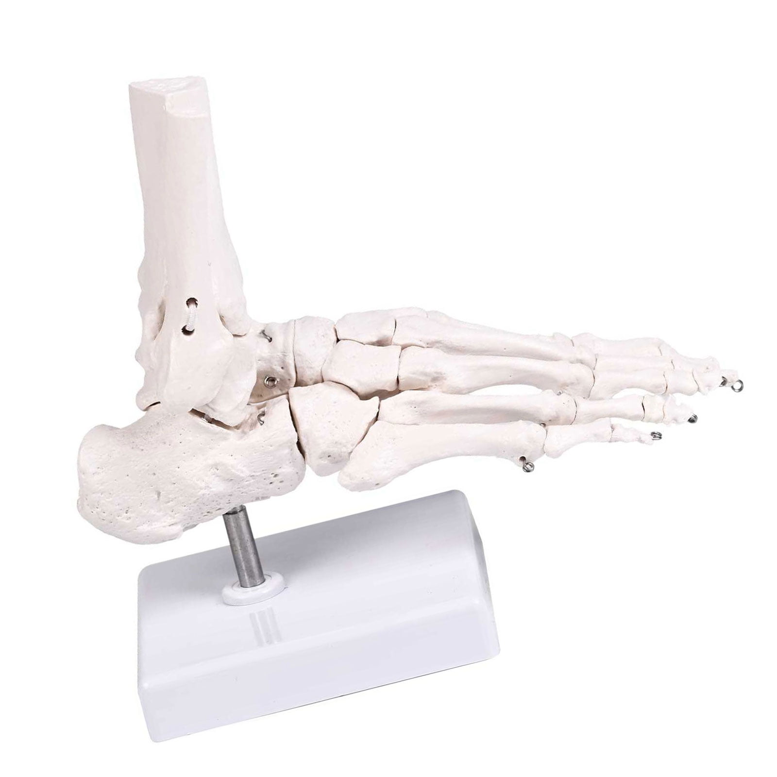 Educational Human Foot Bone Model For Skeletal Anatomy In Podiatry And ...