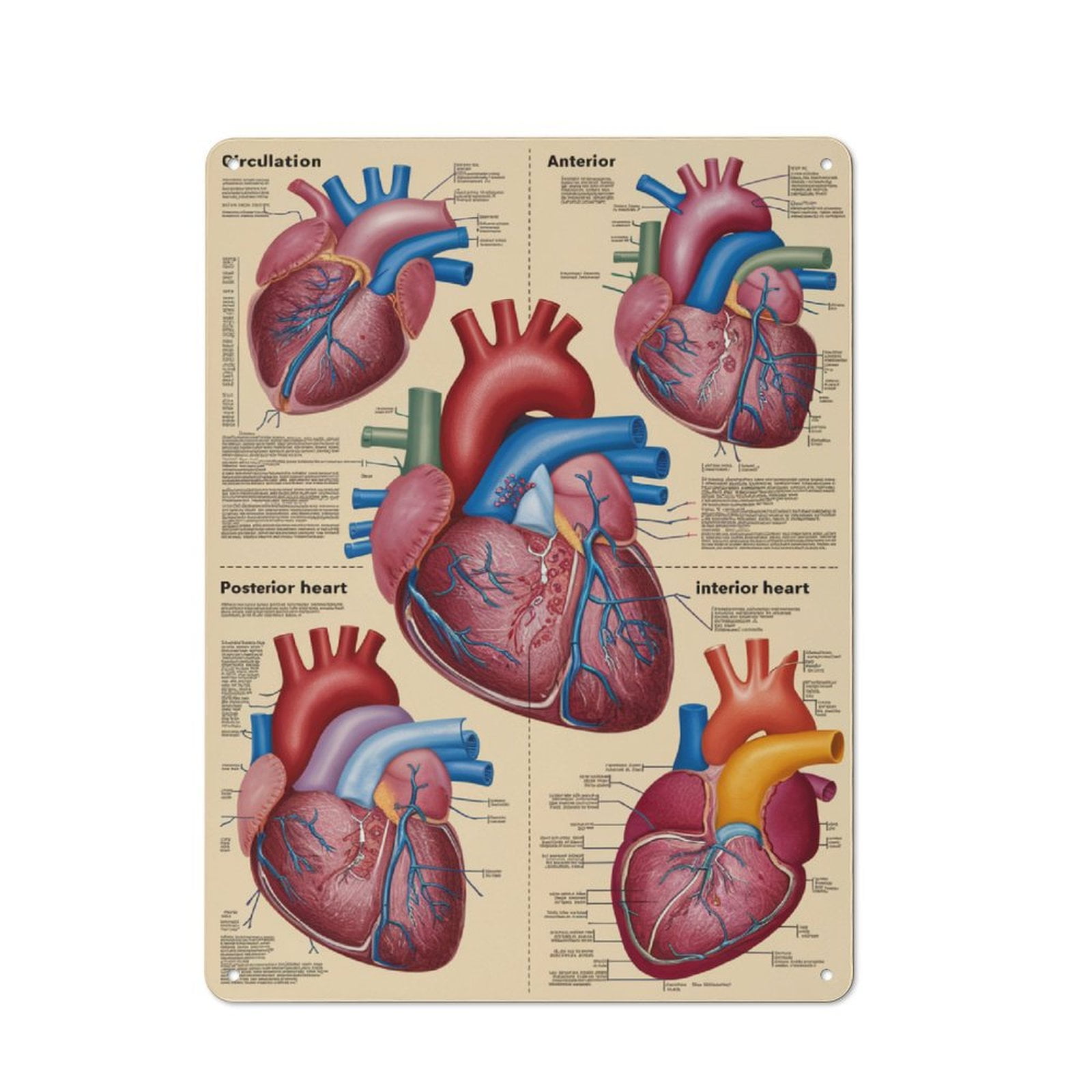 Educational Human Heart Anatomy Poster 3 Metal Tin Sign - Durable ...