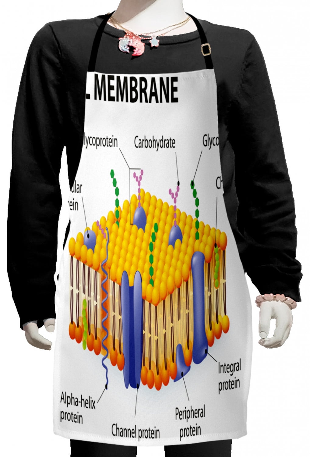 Educational Kids Apron, Detailed Diagram of Membrane Cell Structure ...