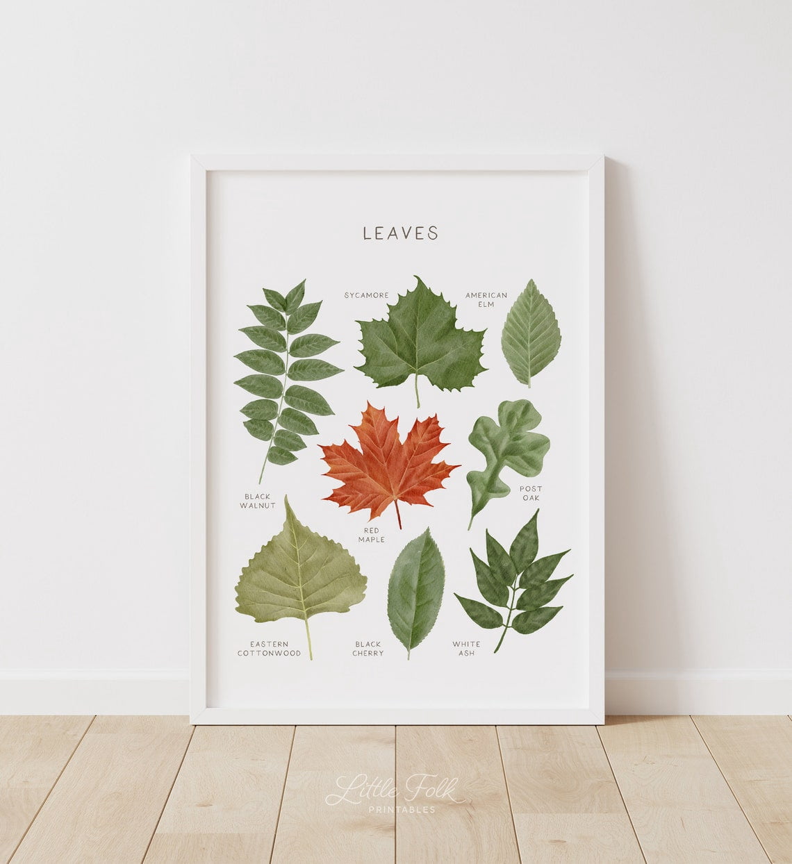 Educational Leaves Leaf Types Postermontessori Homeschool Decor Nature ...