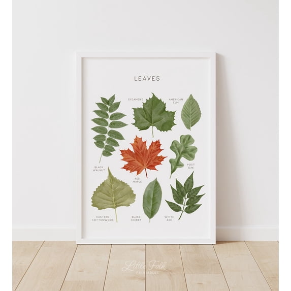 Educational Leaves Leaf Types Postermontessori Homeschool Decor Nature ...