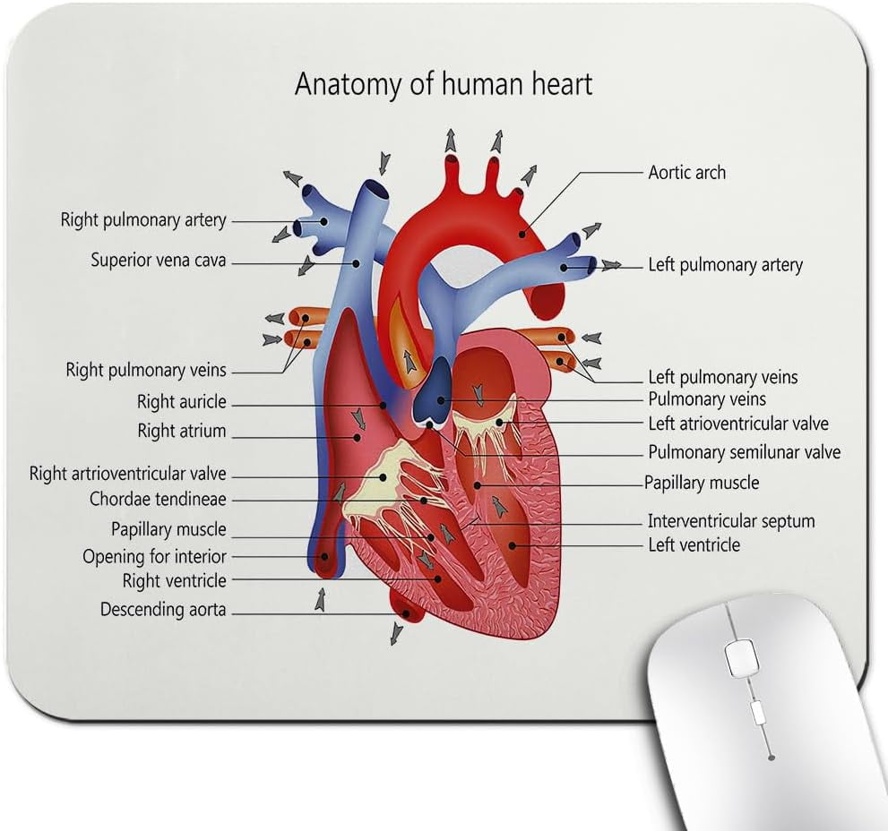 Educational Mouse Pad, Structure of The Heart Human Body Anatomy Organ ...