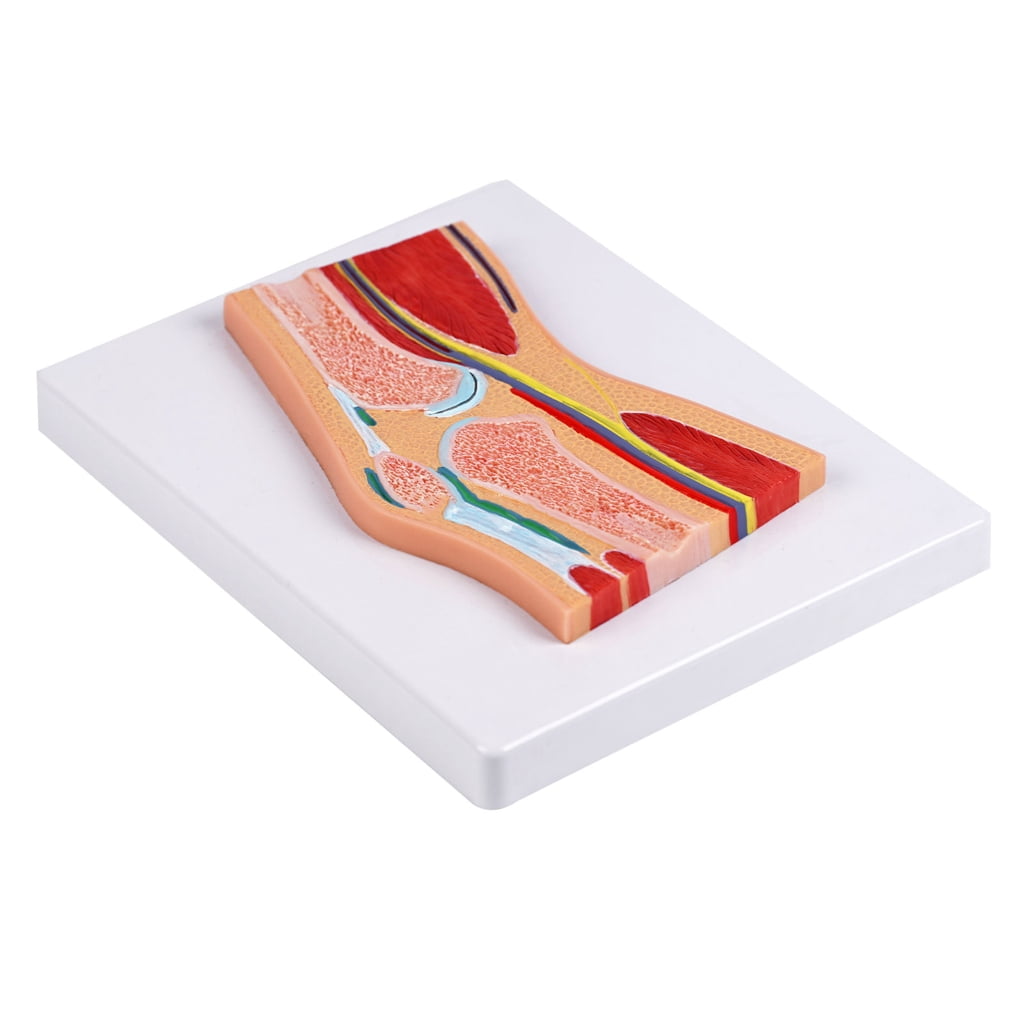 Educational PVC Knee Joint Anatomy Model Sectional Anatomical Patella ...
