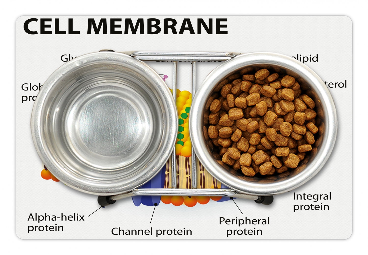 Educational Pet Mat for Food and Water, Detailed Diagram of Membrane ...