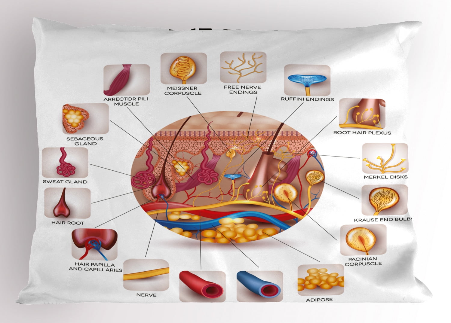 Educational Pillow Sham Skin Anatomy Elements in Round Shaped Diagram ...