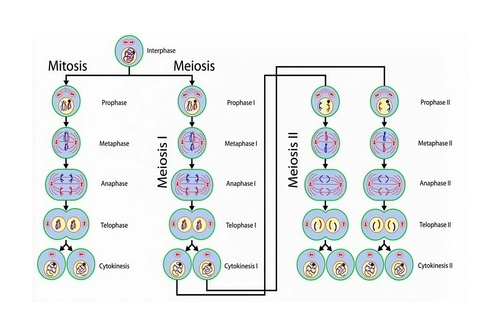 Educational Science Poster Mitosis and Meiosis Cell Division Chart ...