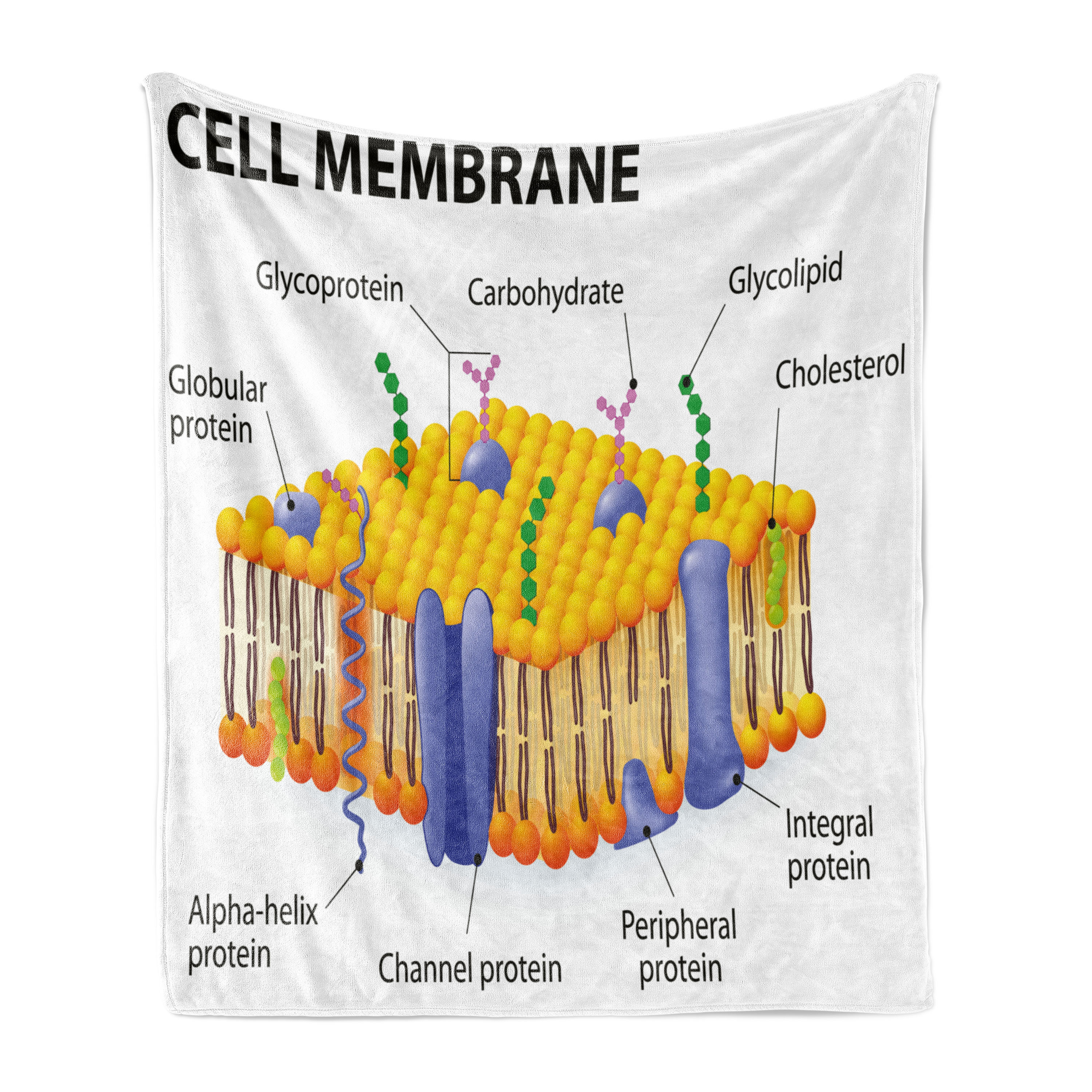 Educational Soft Flannel Fleece Blanket, Detailed Diagram of Membrane ...