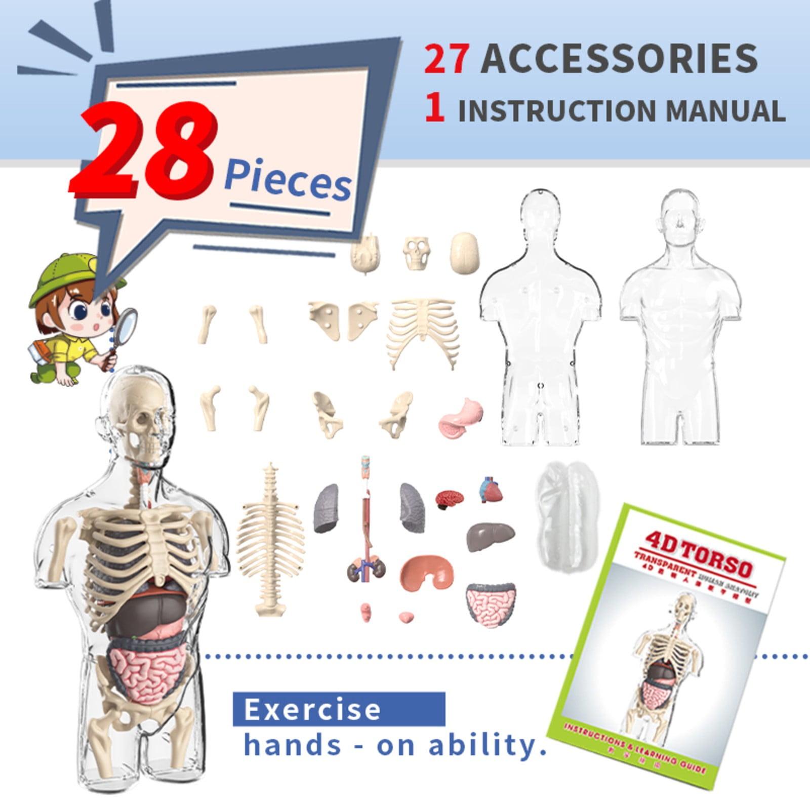 Educational Toys Baby Toy Educational Glow-in-the-Dark Human Body Model ...