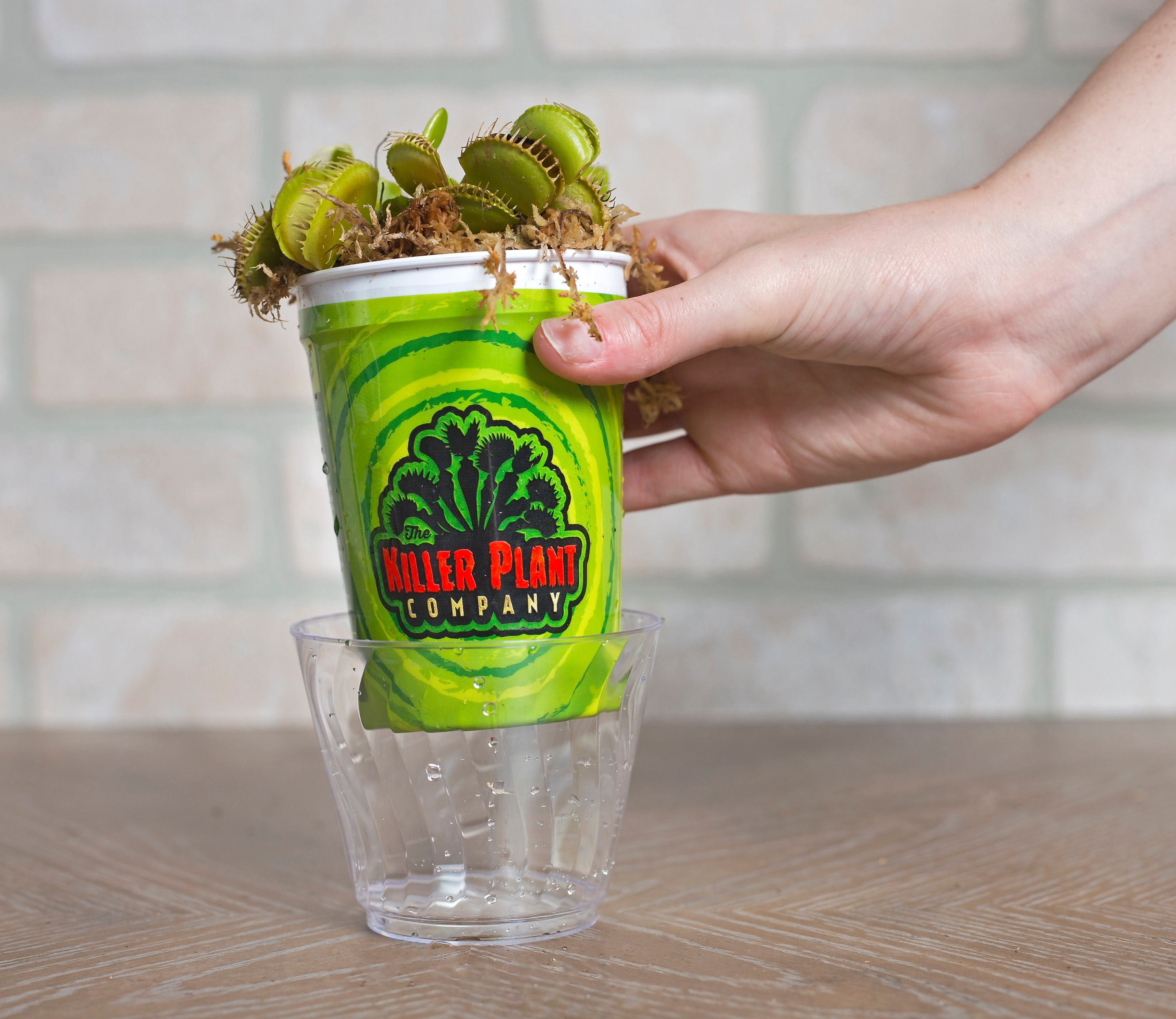 Educational Venus Fly Trap - Perfect for Beginners Looking to Grow ...