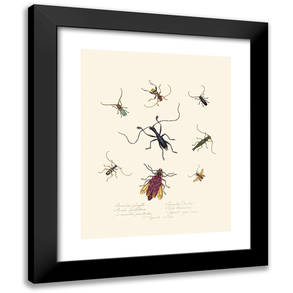 Edward Donovan 12x14 Black Modern Framed Museum Art Print Titled - An ...