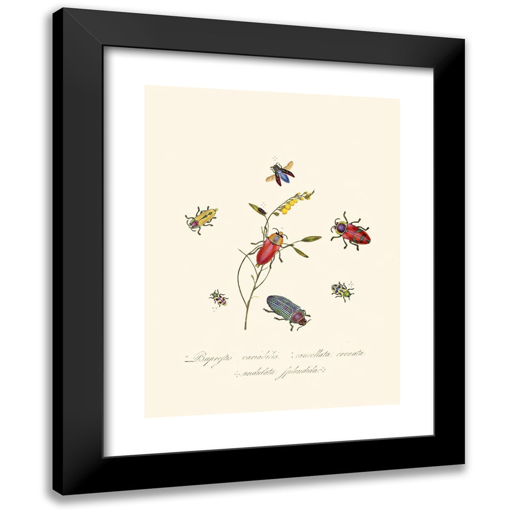 Edward Donovan 12x14 Black Modern Framed Museum Art Print Titled - An ...