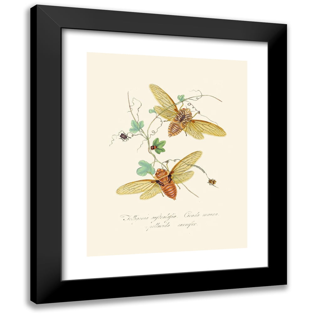 Edward Donovan 12x14 Black Modern Framed Museum Art Print Titled - An ...