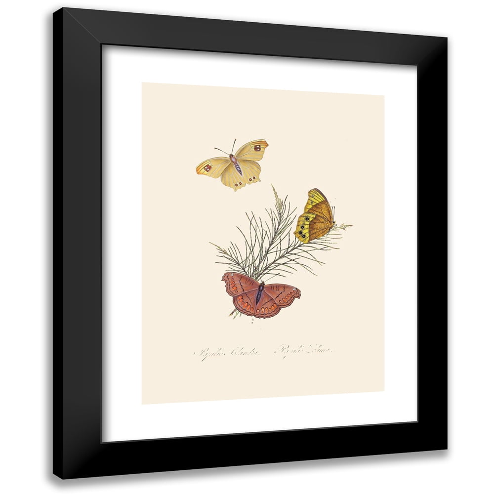 Edward Donovan 14x18 Black Modern Framed Museum Art Print Titled - An ...