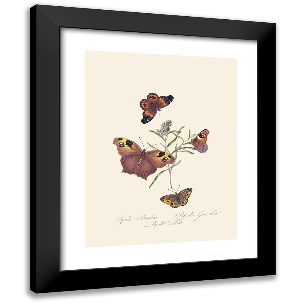 Edward Donovan 15x18 Black Modern Framed Museum Art Print Titled - An ...