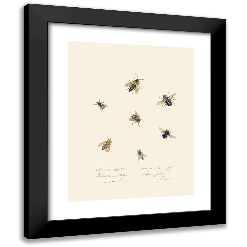Edward Donovan 15x18 Black Modern Framed Museum Art Print Titled - An ...