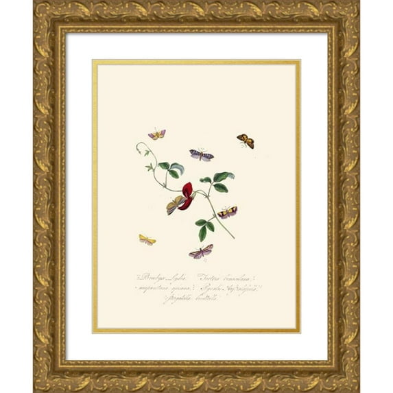 Edward Donovan 15x18 Gold Ornate Wood Frame and Double Matted Museum ...