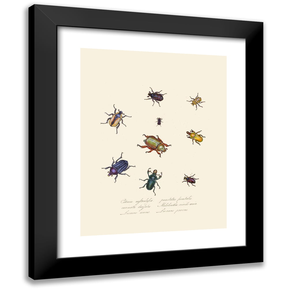 Edward Donovan 19x24 Black Modern Framed Museum Art Print Titled - An ...