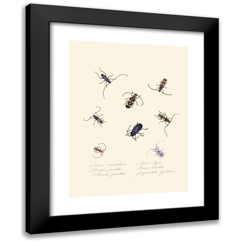 Edward Donovan 19x24 Black Modern Framed Museum Art Print Titled - An ...