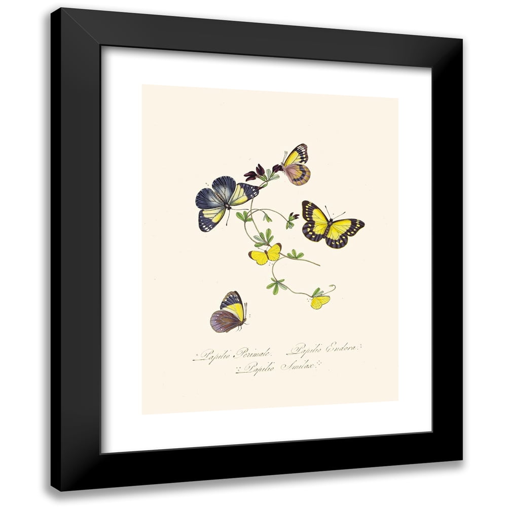 Edward Donovan 19x24 Black Modern Framed Museum Art Print Titled - An ...