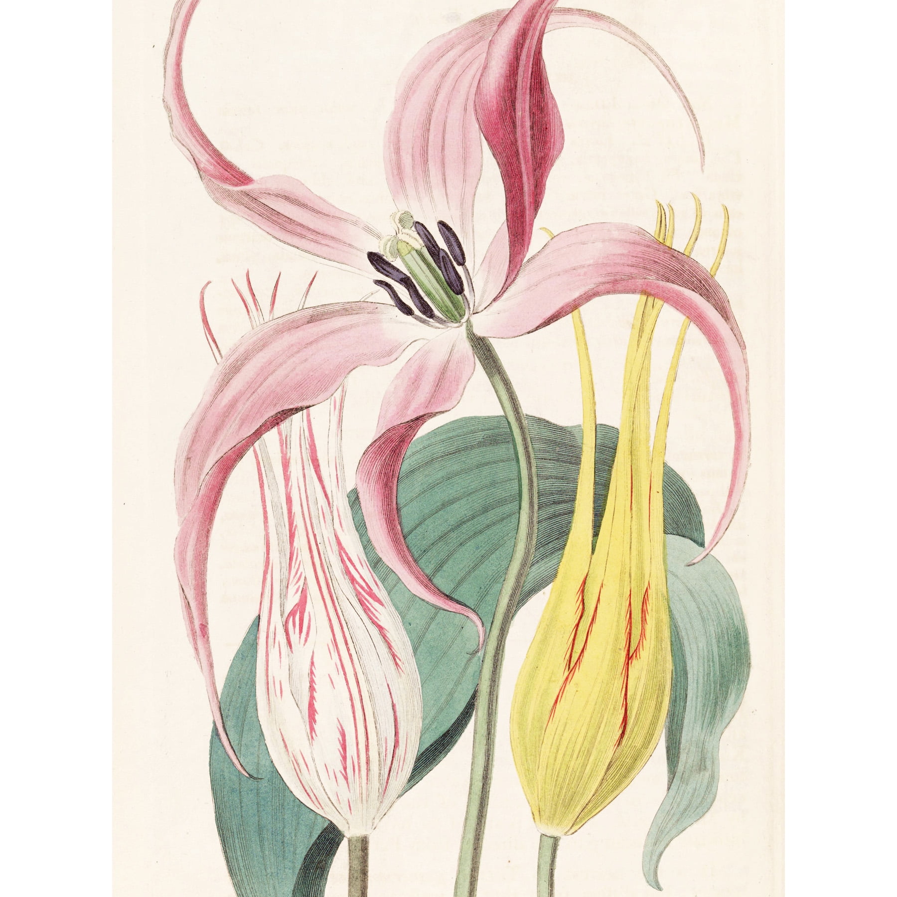Edwards Garden Tulip Flower Botanical Illustration Extra Large XL Wall ...