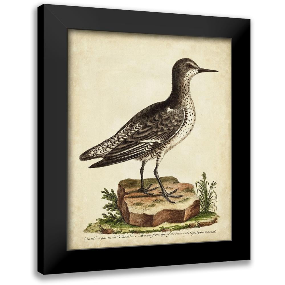 Edwards, George 12x14 Black Modern Framed Museum Art Print Titled ...