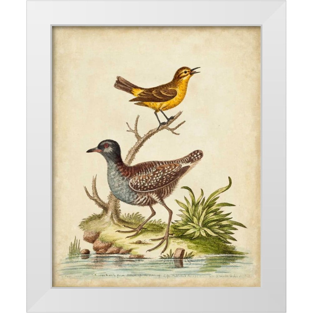 Edwards, George 20x24 White Modern Wood Framed Museum Art Print Titled ...
