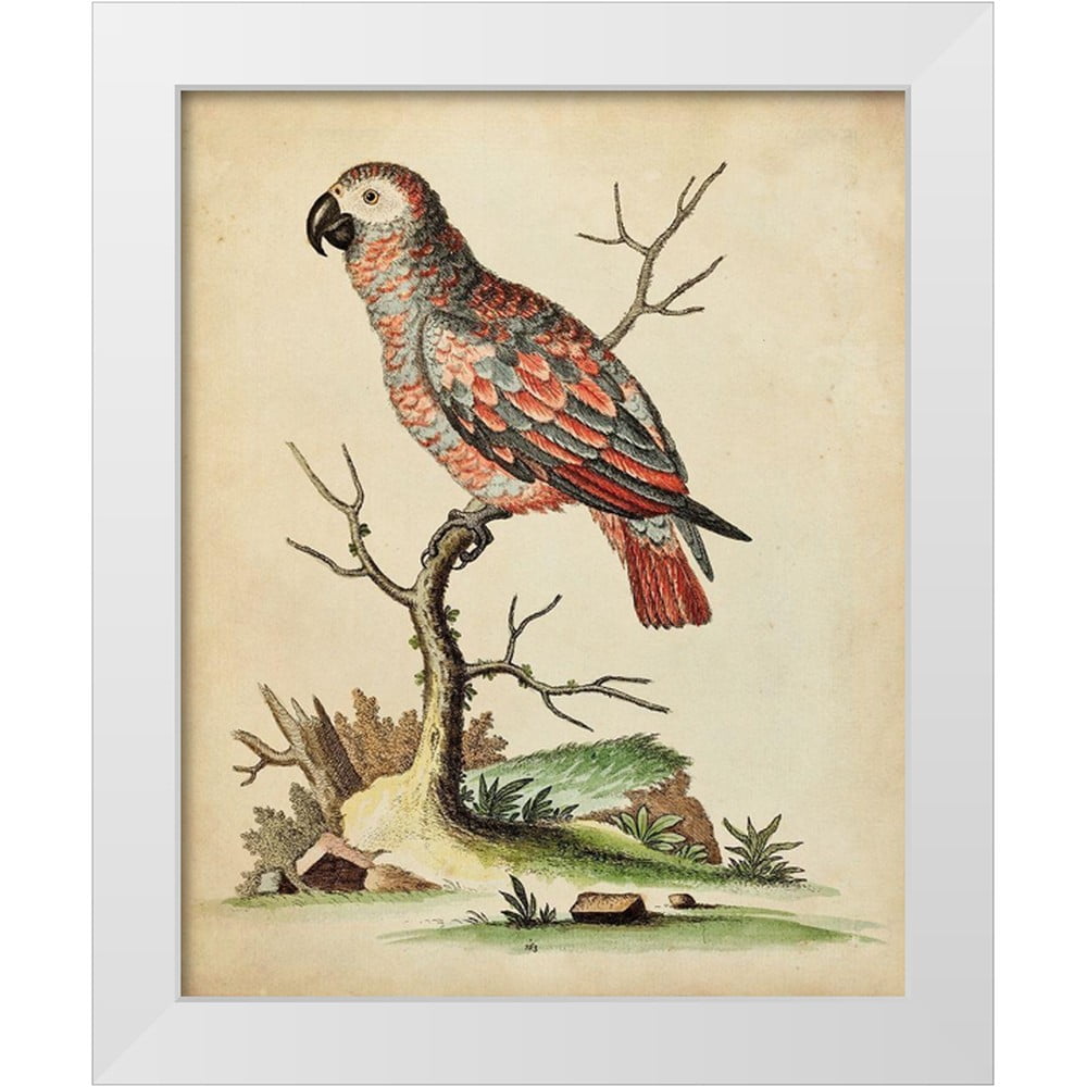 Edwards, George 26x32 White Modern Wood Framed Museum Art Print Titled ...