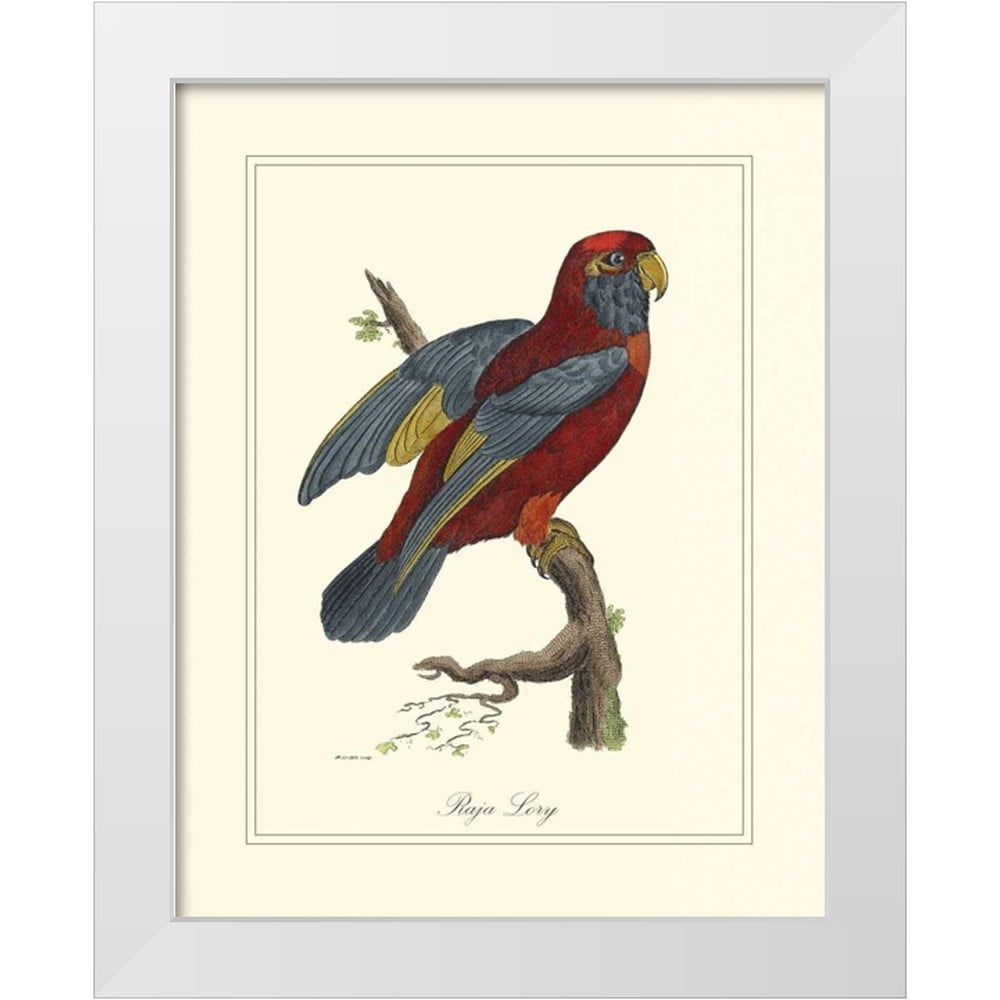Edwards, George 26x32 White Modern Wood Framed Museum Art Print Titled ...