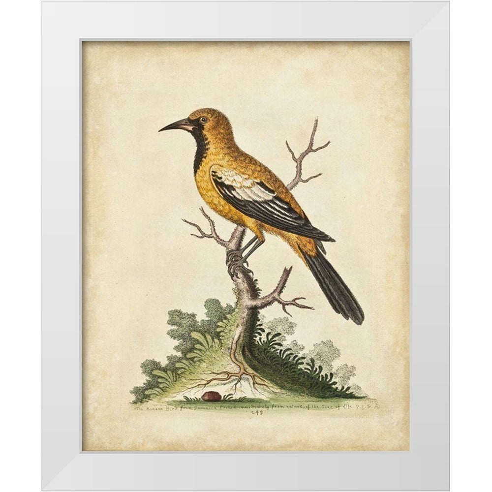 Edwards, George 26x32 White Modern Wood Framed Museum Art Print Titled ...