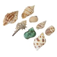 Decorative Sea shells Assortment Vase Filler, 20-piece - Walmart.com