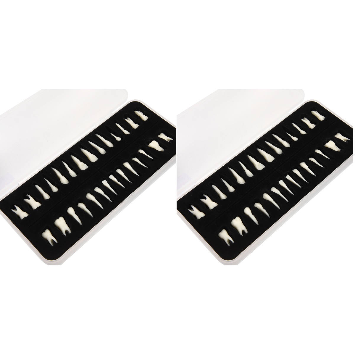 Eease 2 Boxes of Teeth Models Resin Teeth Anatomical Model Models ...