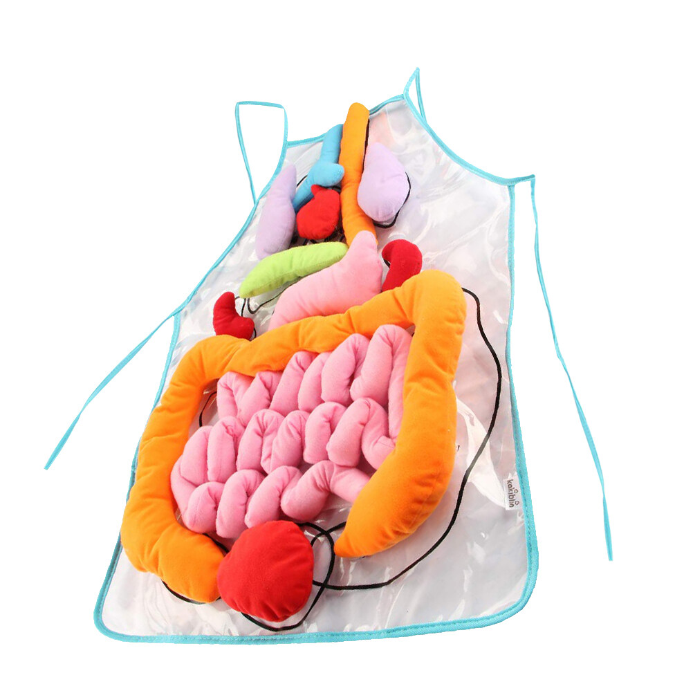 Eease Human Body Organ Apron for Kids & Toddlers - Polyester Anatomy ...