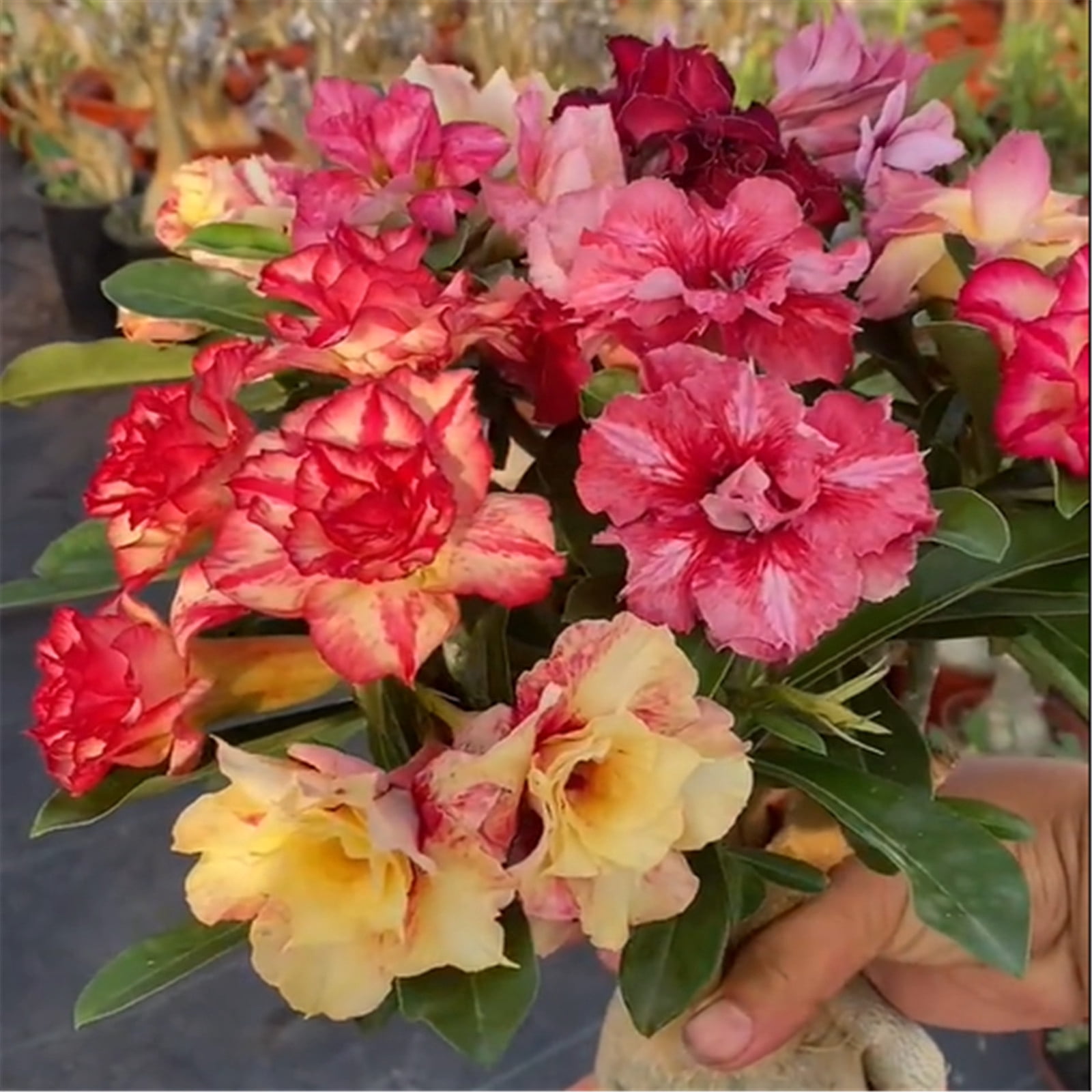 Effortlessly Add a Splash of Crimson! Perennial Desert Rose Bulbs ...