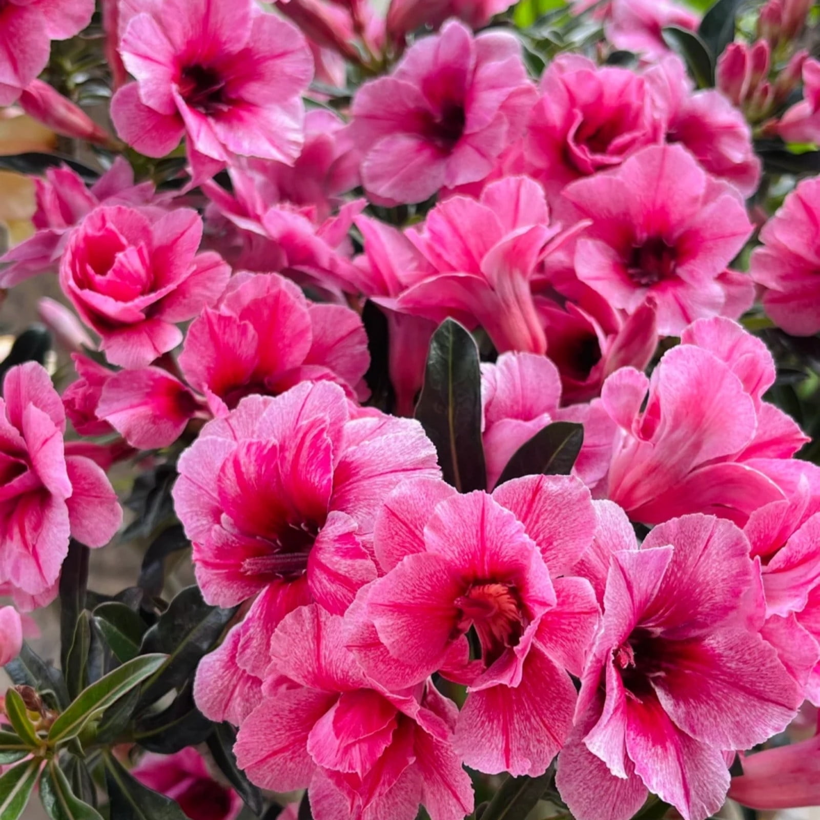 Effortlessly Add a Splash of Crimson! Perennial Desert Rose Bulbs ...