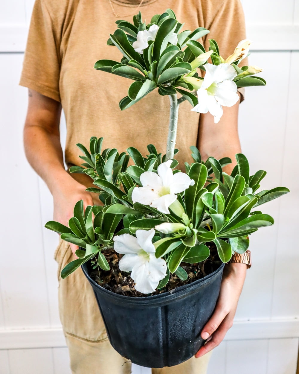 Effortlessly Add a Splash of Crimson! Perennial Desert Rose Bulbs ...