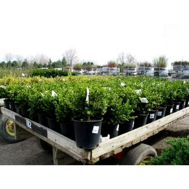 Eg 2.5Qt Buxus Winter Gem - Walmart Business Supplies