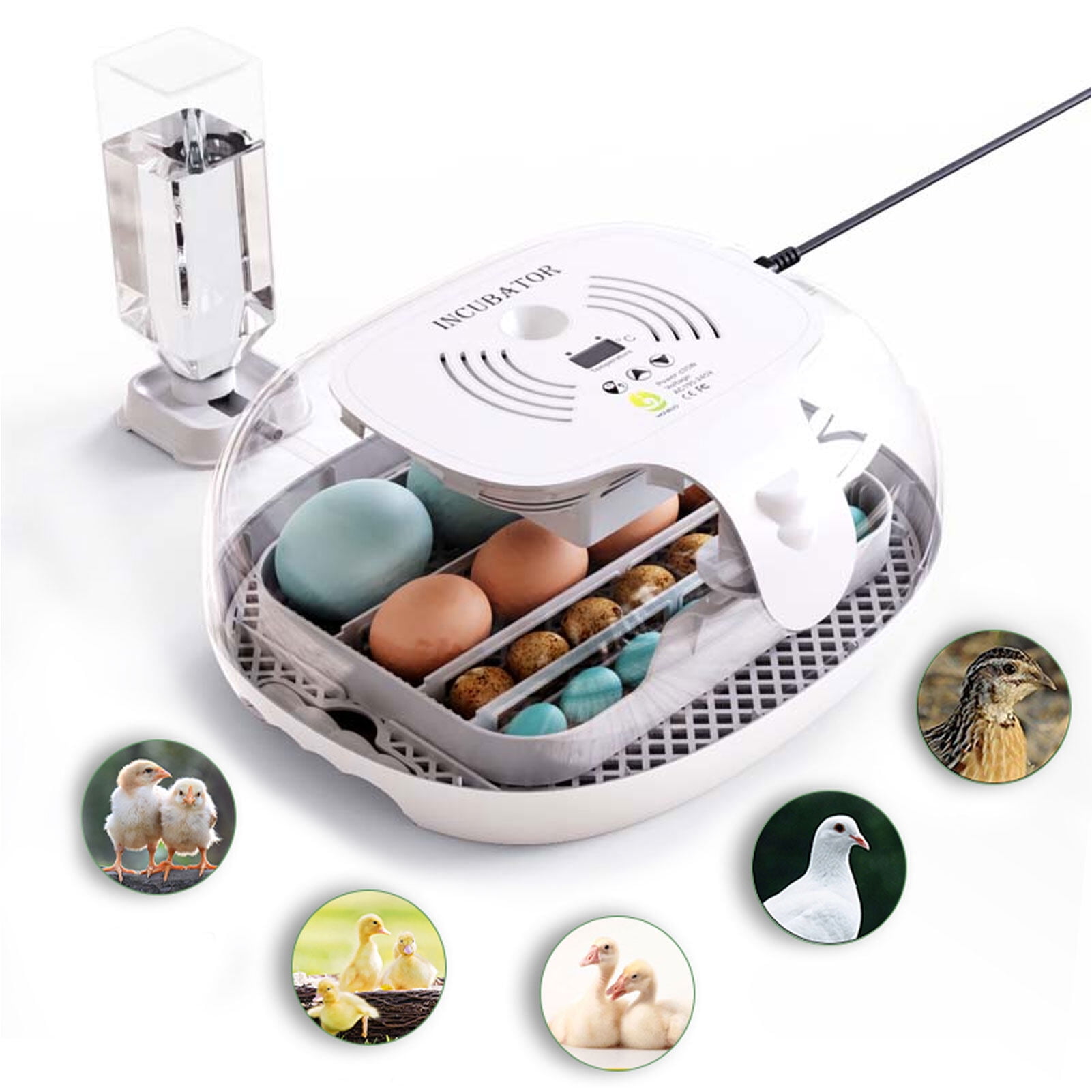 Hatch Egg Temperature