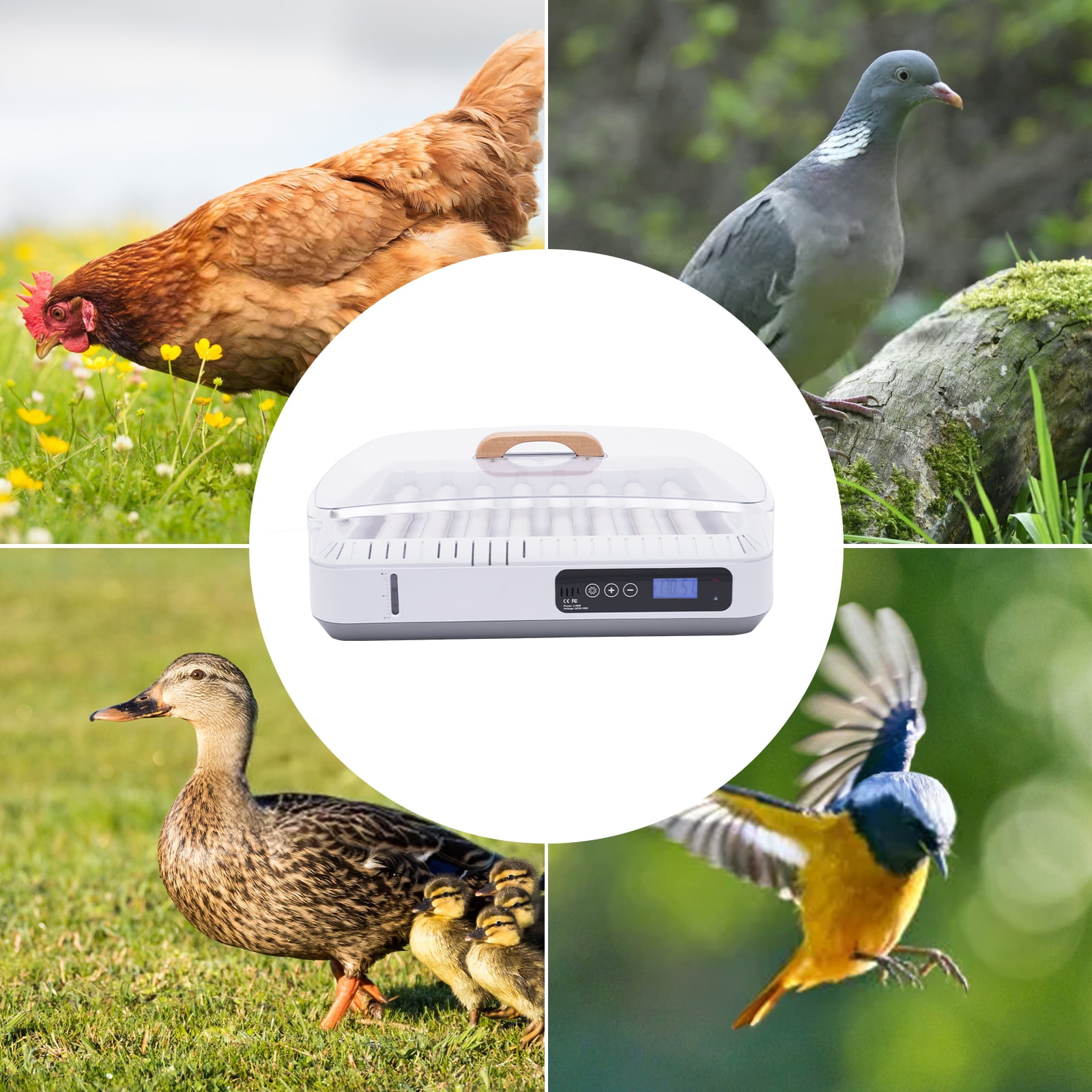 Egg Incubator for 35 Eggs, Adjustable Hatching Space, Transparent Lid ...