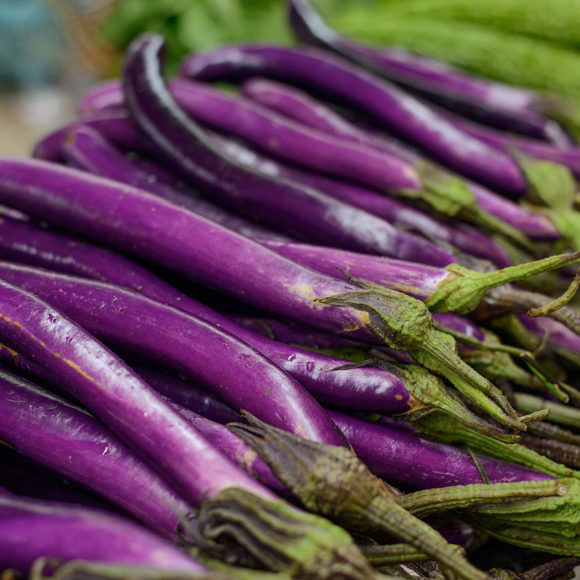 Eggplant Seeds - Long Ping Tung - 1 g Packet ~200 Seeds - Solanum ...